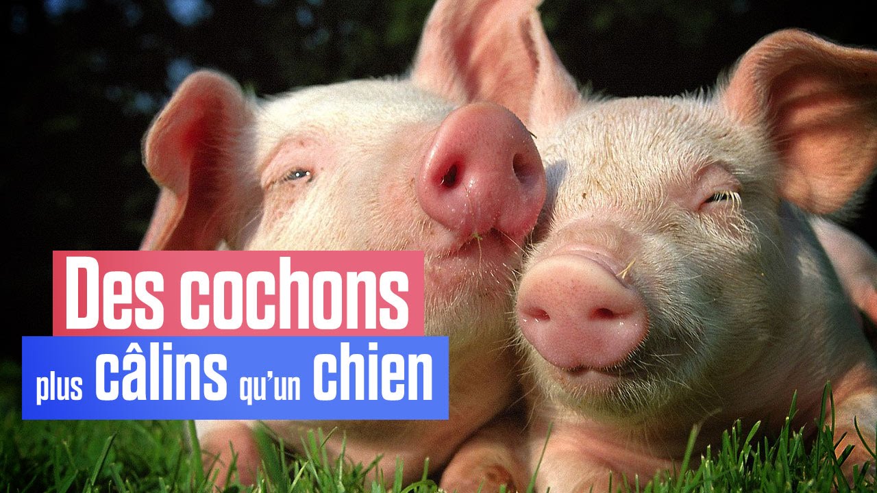 Sauvés de l'abattoir, ces cochons sont plus câlins qu'un chien ! - YouTube