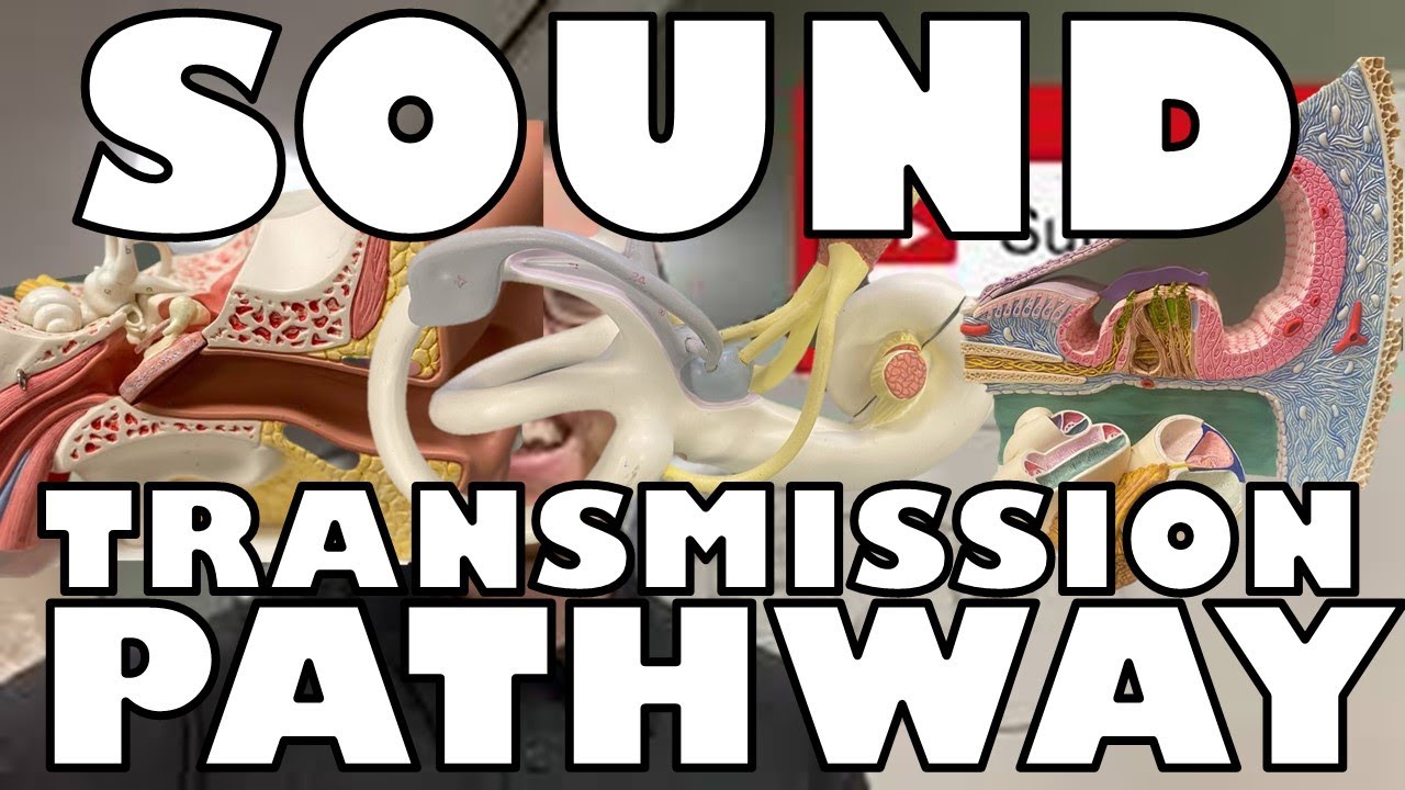 FULL Pathway of Sound through the Ear - YouTube