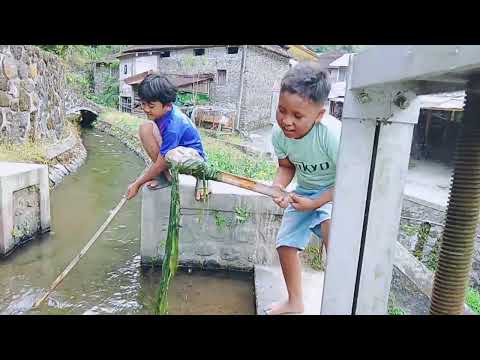 (Episode 2) bocil gabut di desa, ujung² cari kodok