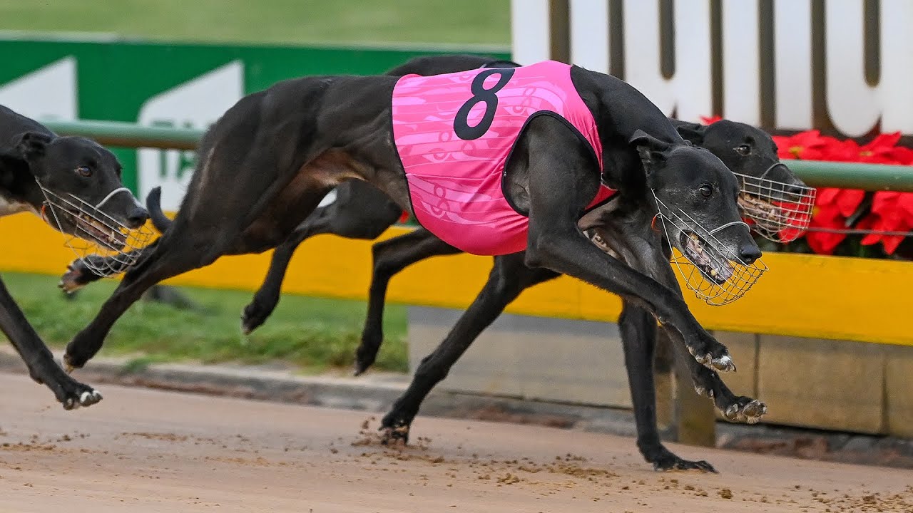 2020 Bold Trease | Manila Knight - YouTube