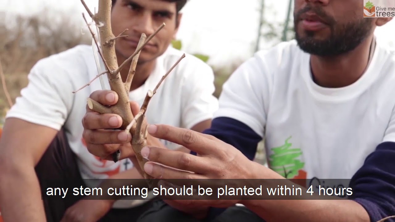 How to plant trees by stem cutting? - YouTube