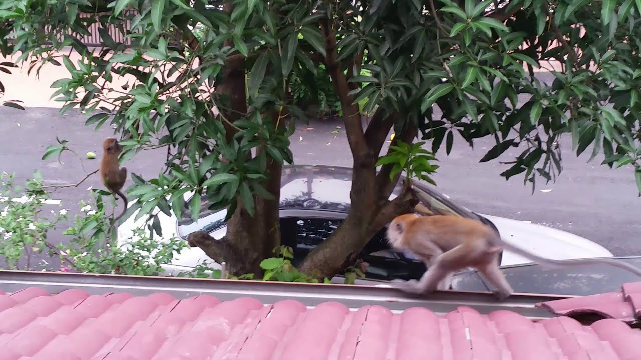 Wild Monkey Invasion! 🐒★Alien★ ★Macaque★ ★Mangifera Odorata★ - YouTube