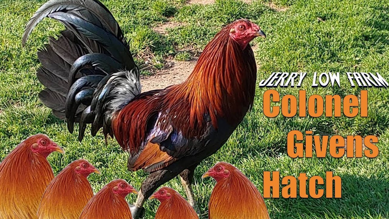 Beautiful Farm Visit Jerry Low Farm - YouTube