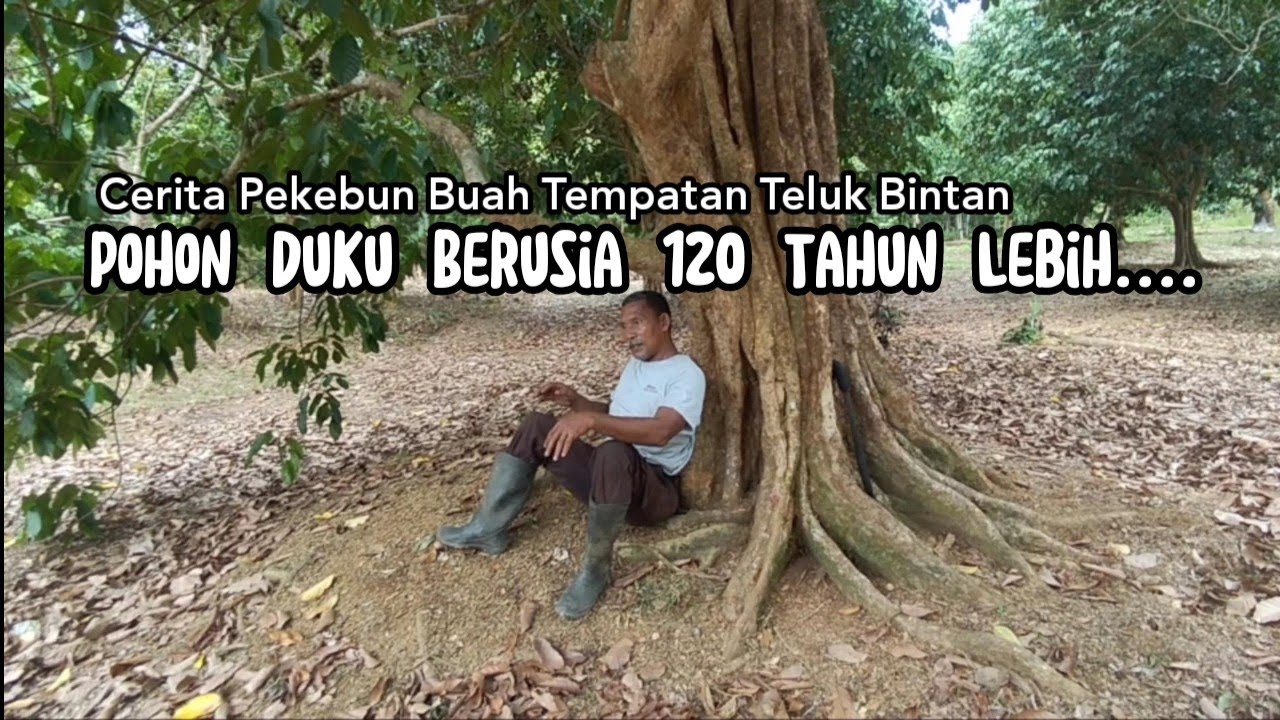 POHON DUKU USIA LEBIH 120 TAHUN DI TELUK BINTAN - YouTube