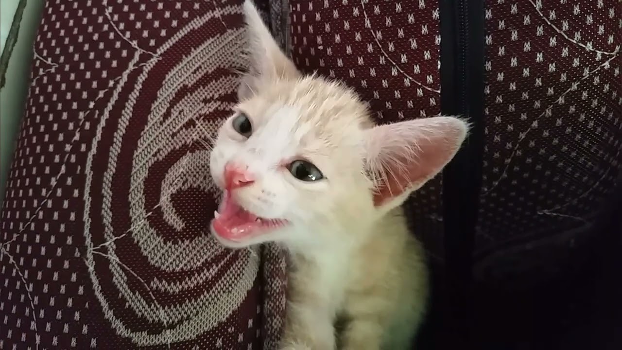 Anak kucing marah lagi enak bobo di videoin, ujung2nya minta pangku ...
