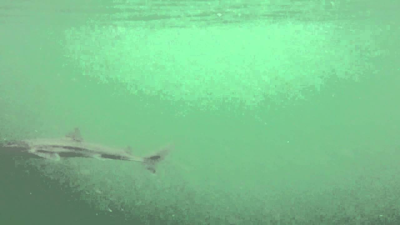 Dog Fish Sharks in the Strait of Juan de Fuca - YouTube