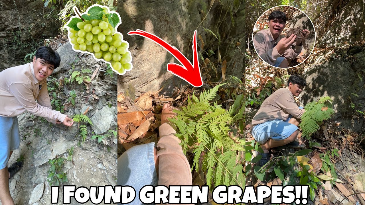 DITO LANG PALA MAKIKITA ANG GREEN NA GRAPES GRABE!!? - YouTube