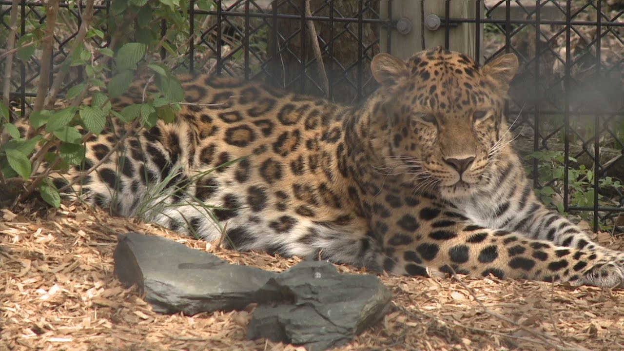 WOW Leopard PKG - YouTube