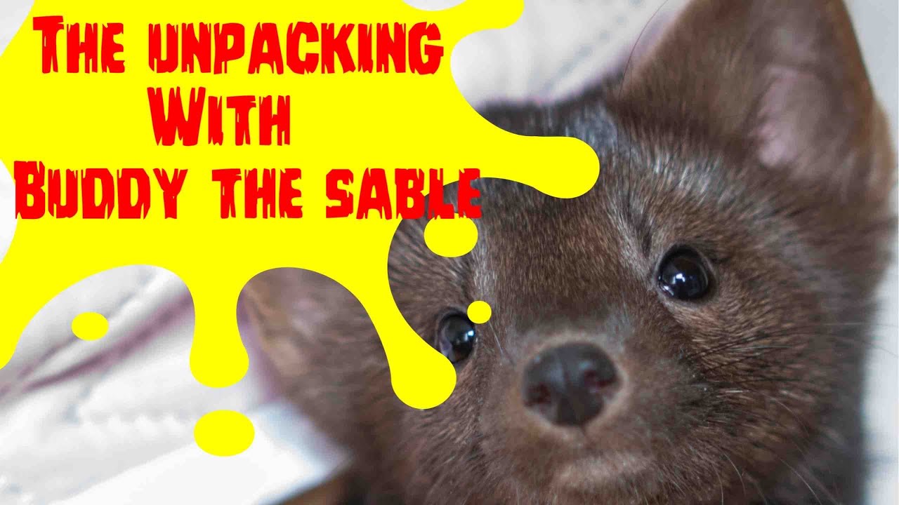 Doing the unpacking with Buddy the sable - YouTube