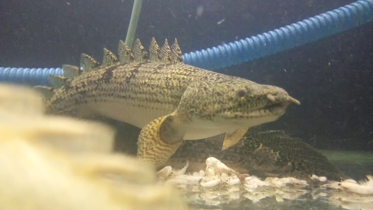 Polypterus delhezi big size - YouTube