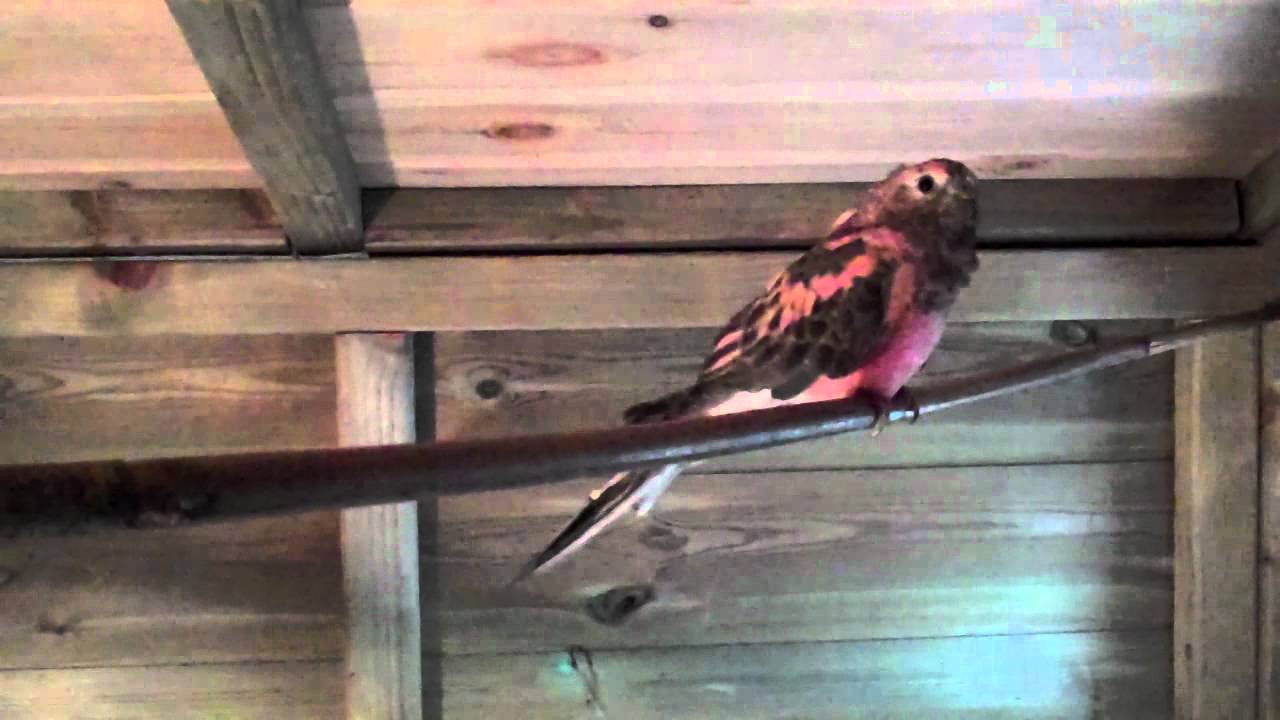 Ruby The Rosa Bourke In Our Aviary - YouTube