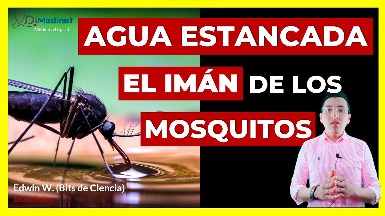 🟢 CÓMO LOS MOSQUITOS del DENGUE ENCUENTRAN CHARCOS de AGUA PARA ...