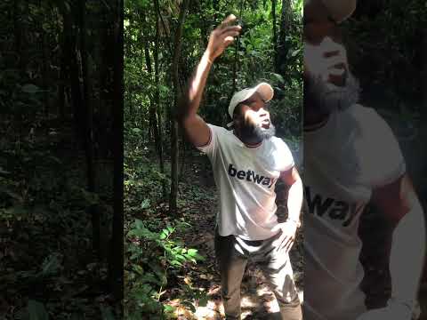 Onyina-Kubin Tree - YouTube