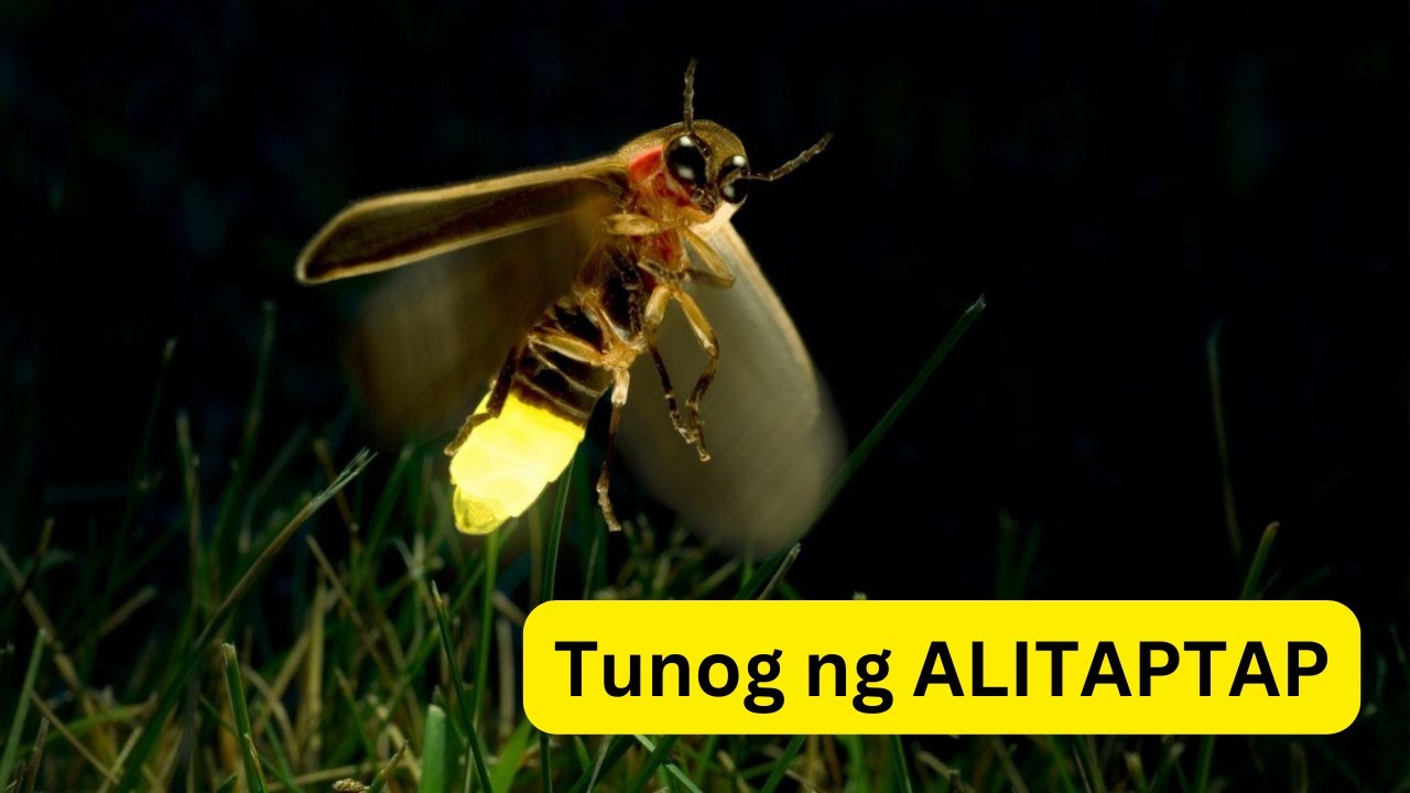 Tunog ng ALITAPTAP | Sound of FIREFLY - YouTube