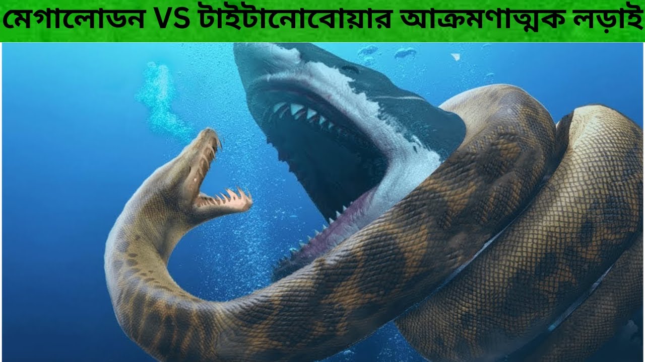 মেগালোডন এবং টাইটানোবোয়ার মধ্যে আক্রমণাত্মক লড়াইয়ে কে জয়ী হবে ...