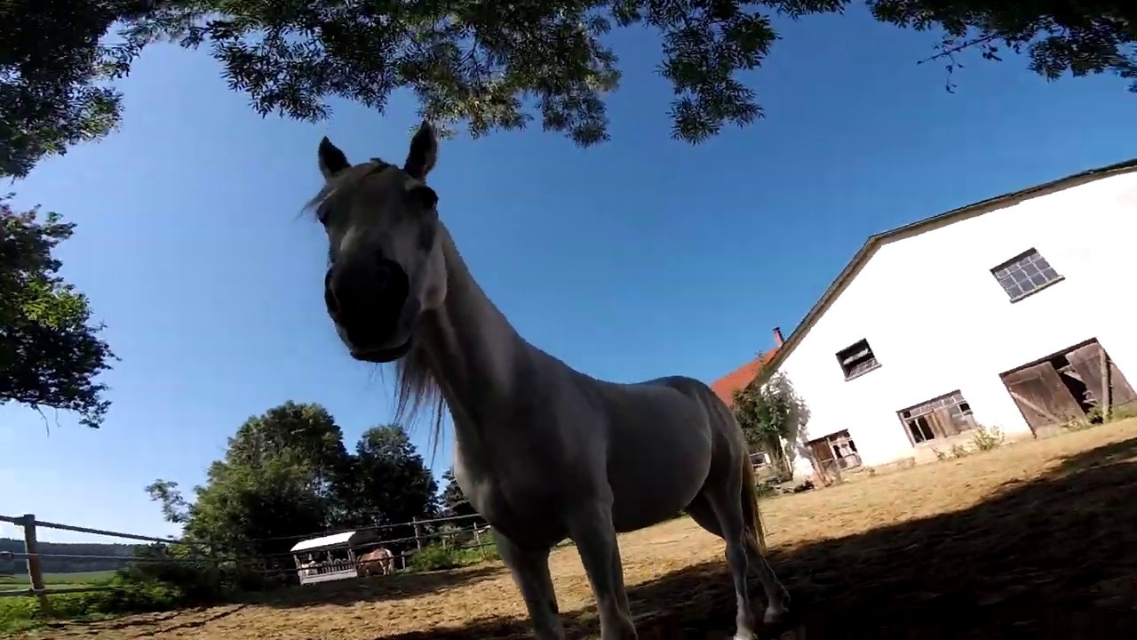 Unicorn Training (3) - YouTube