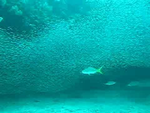 School of Minnows - YouTube