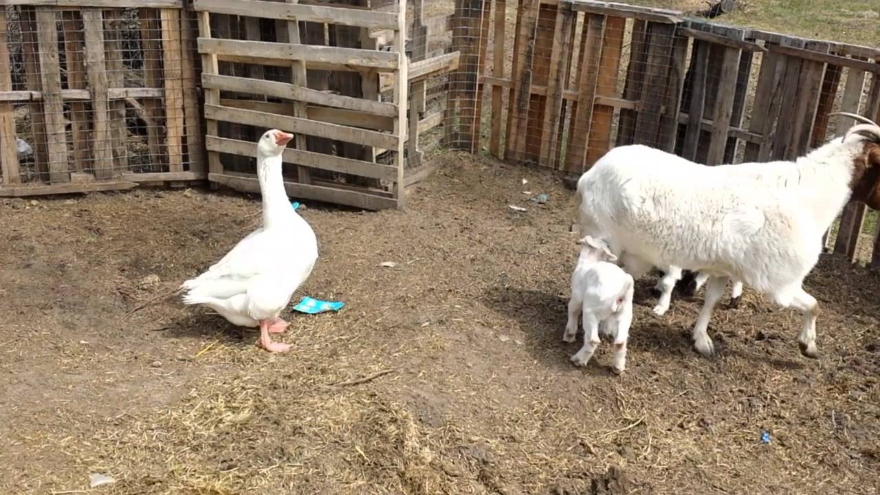 Goat vs. Goose - YouTube