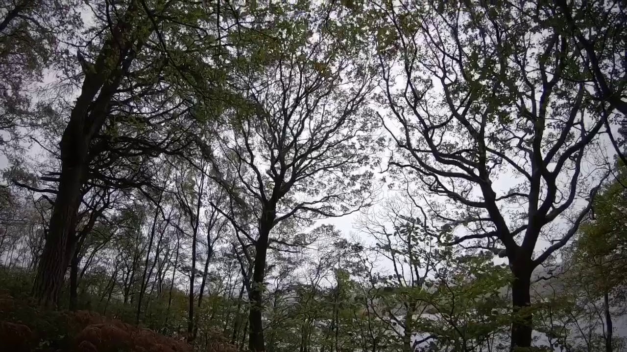 Bailiff Wood, Coniston - Diving UK - YouTube