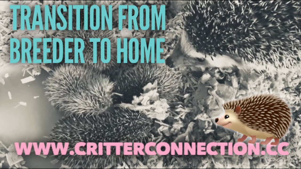 Transition from Breeder to home | Hedgehog stress - YouTube
