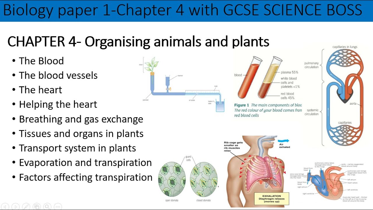Chapter 4-B1-AQA Oragnising animals and plants -Full chapter revision ...