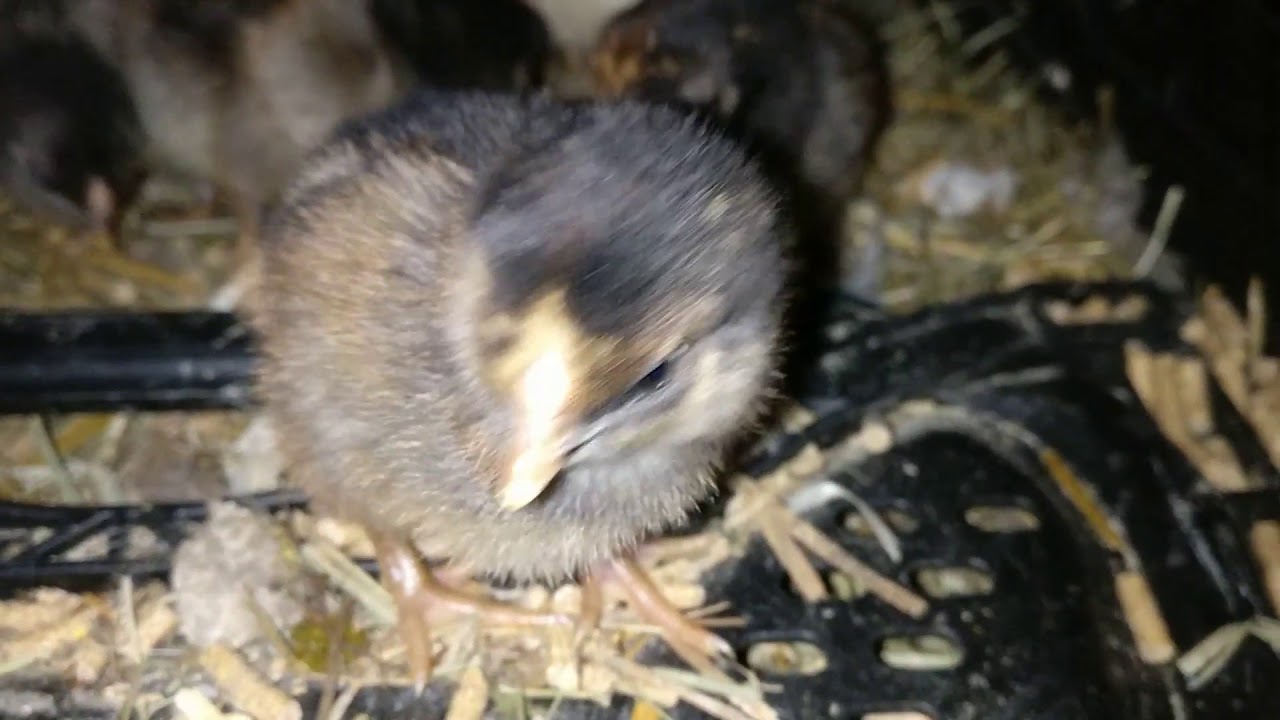 Blue Laced Red Wyandotte Bantams - YouTube