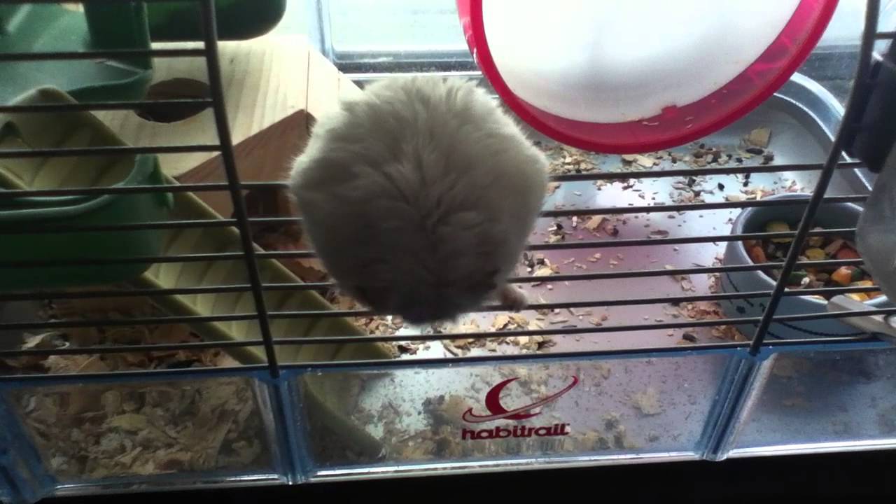 Can My Hamster Escaped Its Cage at Gene Courtney blog