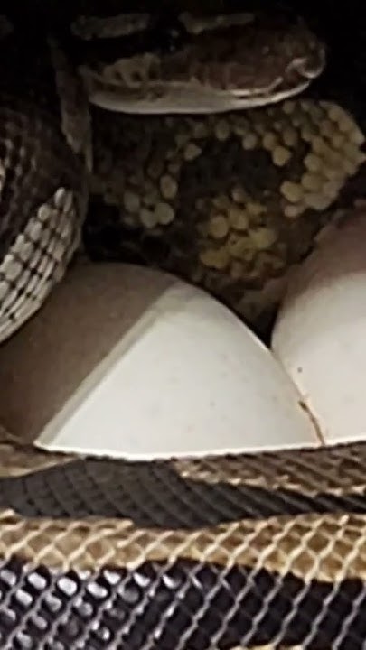 Just another ball python, laying EGGS #ballpython #reptile #snake # ...