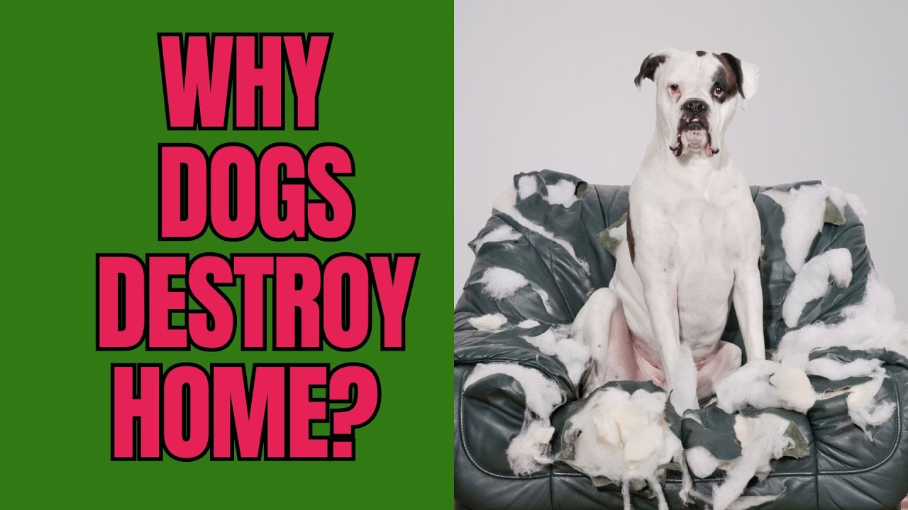 Why Dogs Destroy Homes: The Science Behind Canine Destructive Behavior ...
