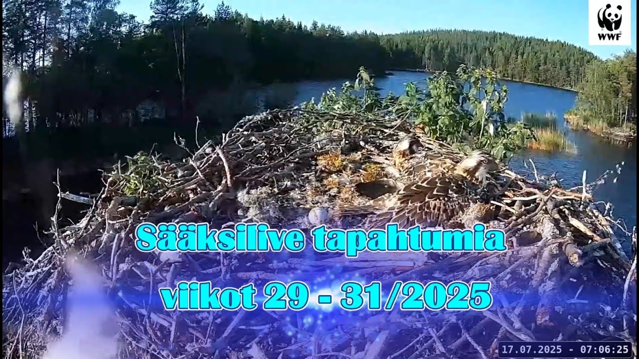 Sääksilive viikot 29-31/2025 - YouTube