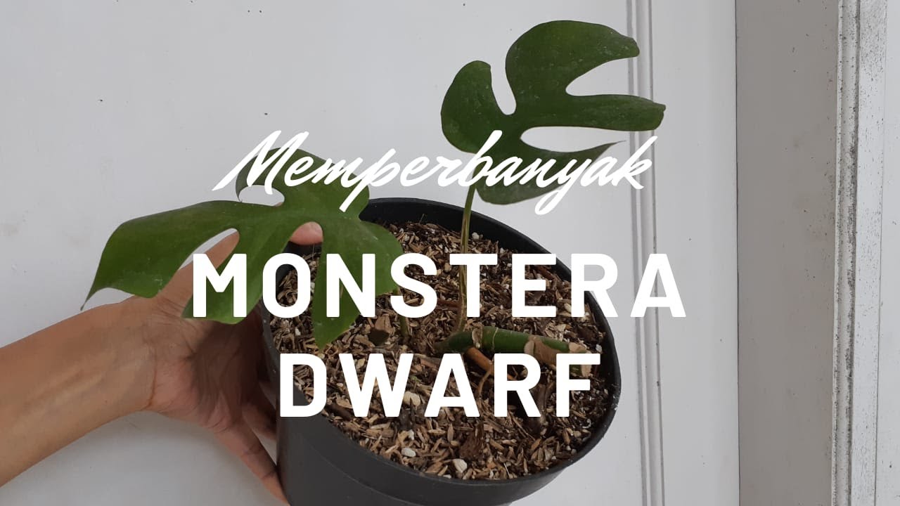 Memperbanyak Monstera Dwarf | Propagasi Raphidophoratetrasperma ...