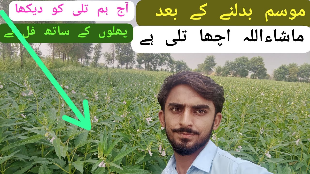 Mosam Thanda Honay Ke Baad Tilli Ki Dhaik Bhaal Full Enjoy - YouTube