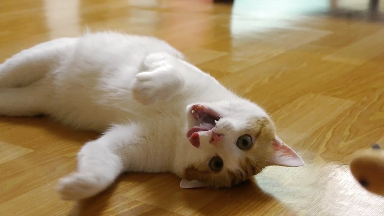 방바닥의 지배자 고양이 (Merung Orc Cat) 메룽이 - YouTube