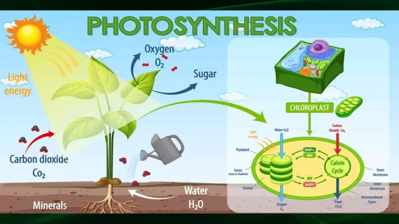 Photosynthesis: How Plants Turn Sunlight into Energy | Explained - YouTube