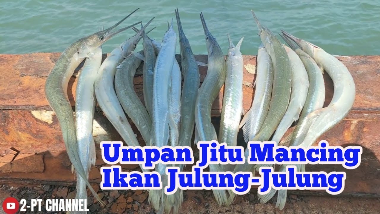 Umpan ini Jitu untuk mancing_nyentak ikan Julung-Julung - YouTube