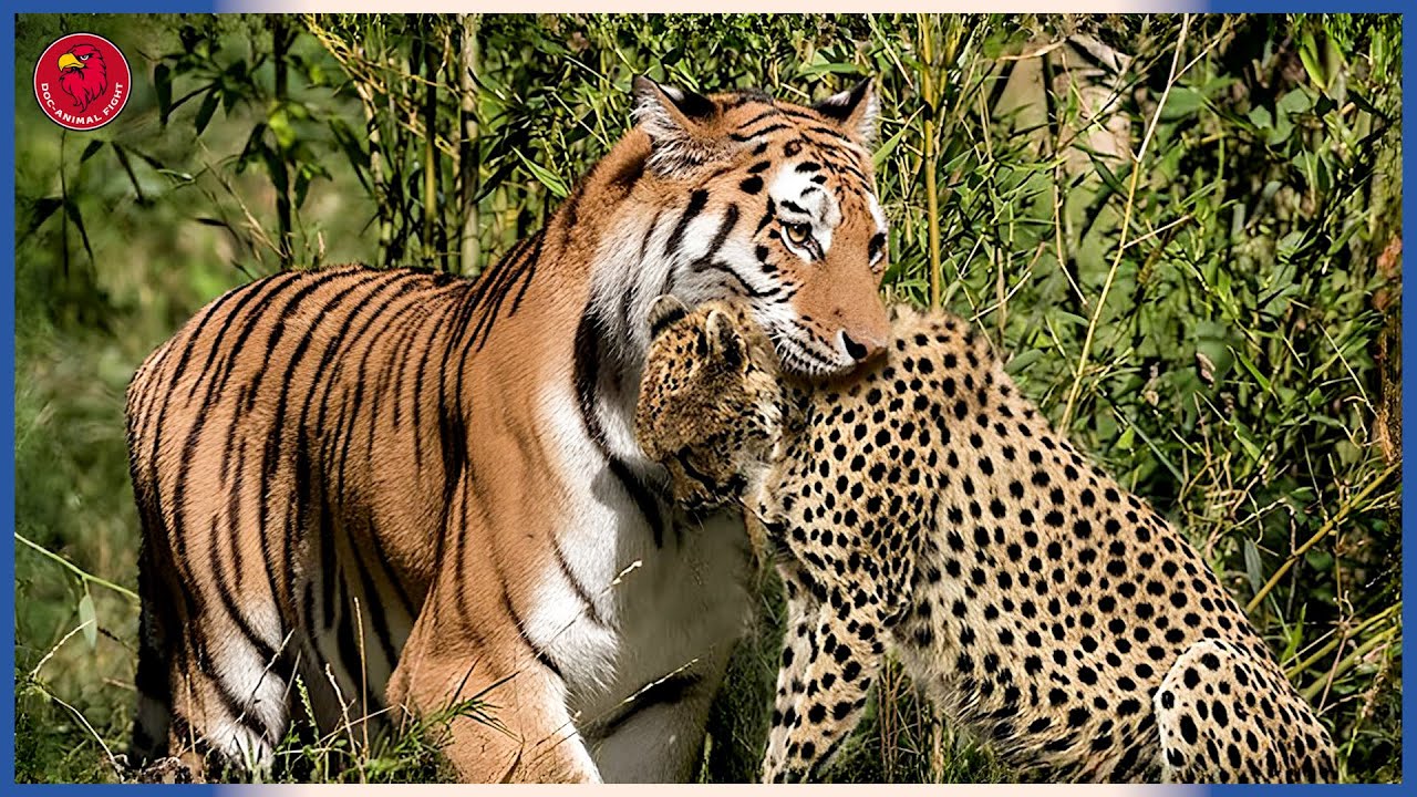 15 Deadliest Tiger Attacks Caught on Camera | Animal Attacks - YouTube