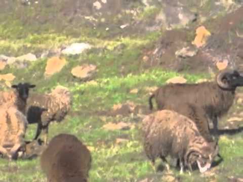 BOWHUNTING BIG ISLAND SHEEP W/ " HAWAIIAN BOWHUNTER" AND DON GUTIERRES ...