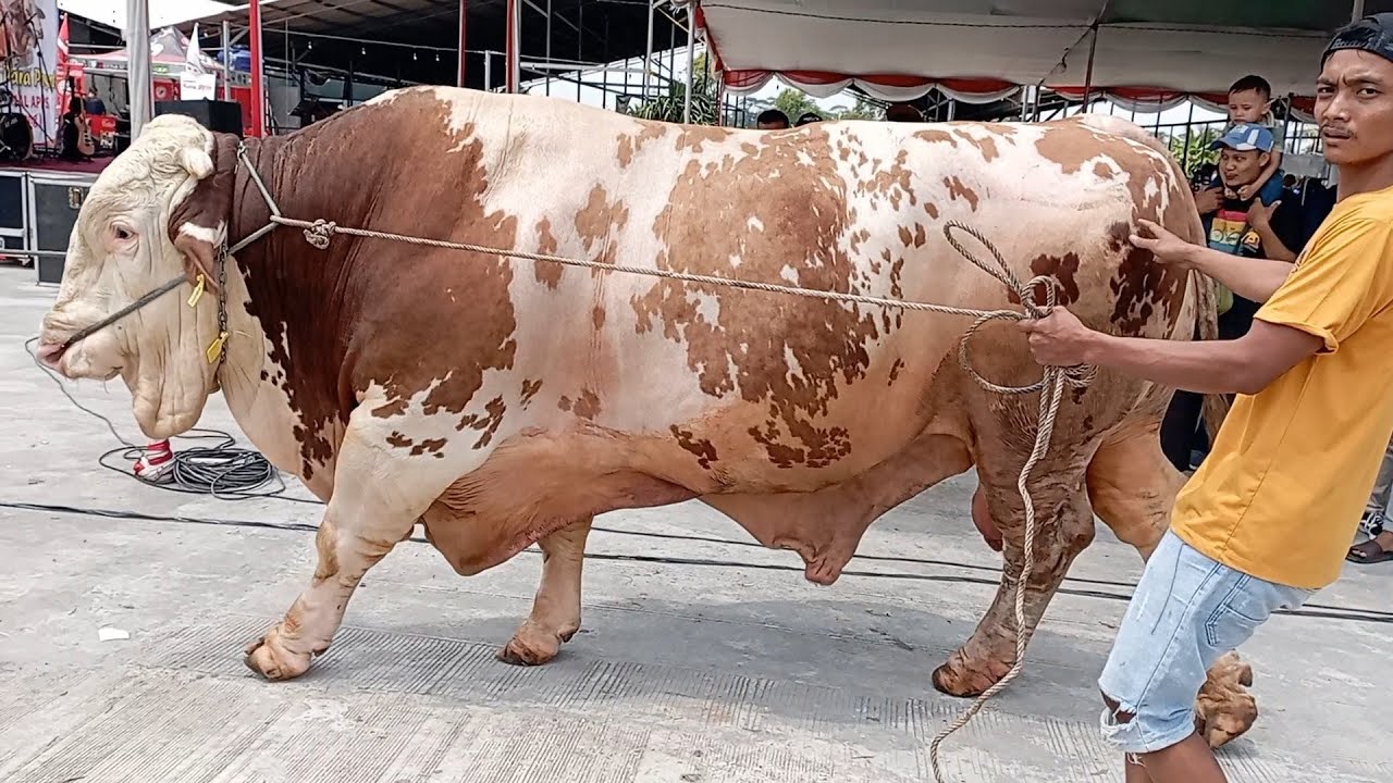 PROSES TIMBANG DUA EKOR SAPI EKSTRIM ALBINO DAN ROSSI SUMBER TERNAK ...