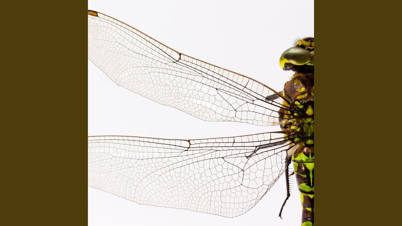 Dragonfly - YouTube