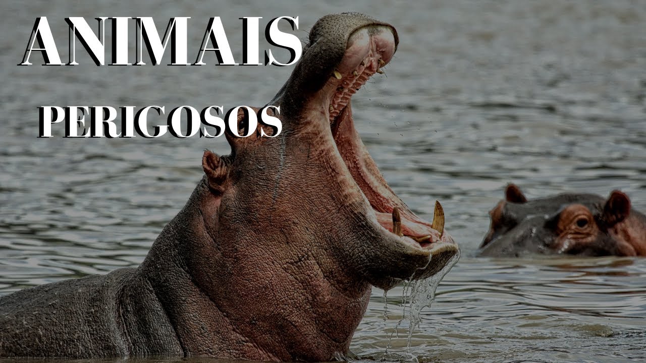 Animais Mais Mortais Da Africa Conheça Os Animais Mais Perigosos Do