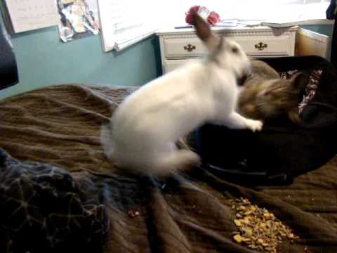 Playful cat spastic bunny - YouTube