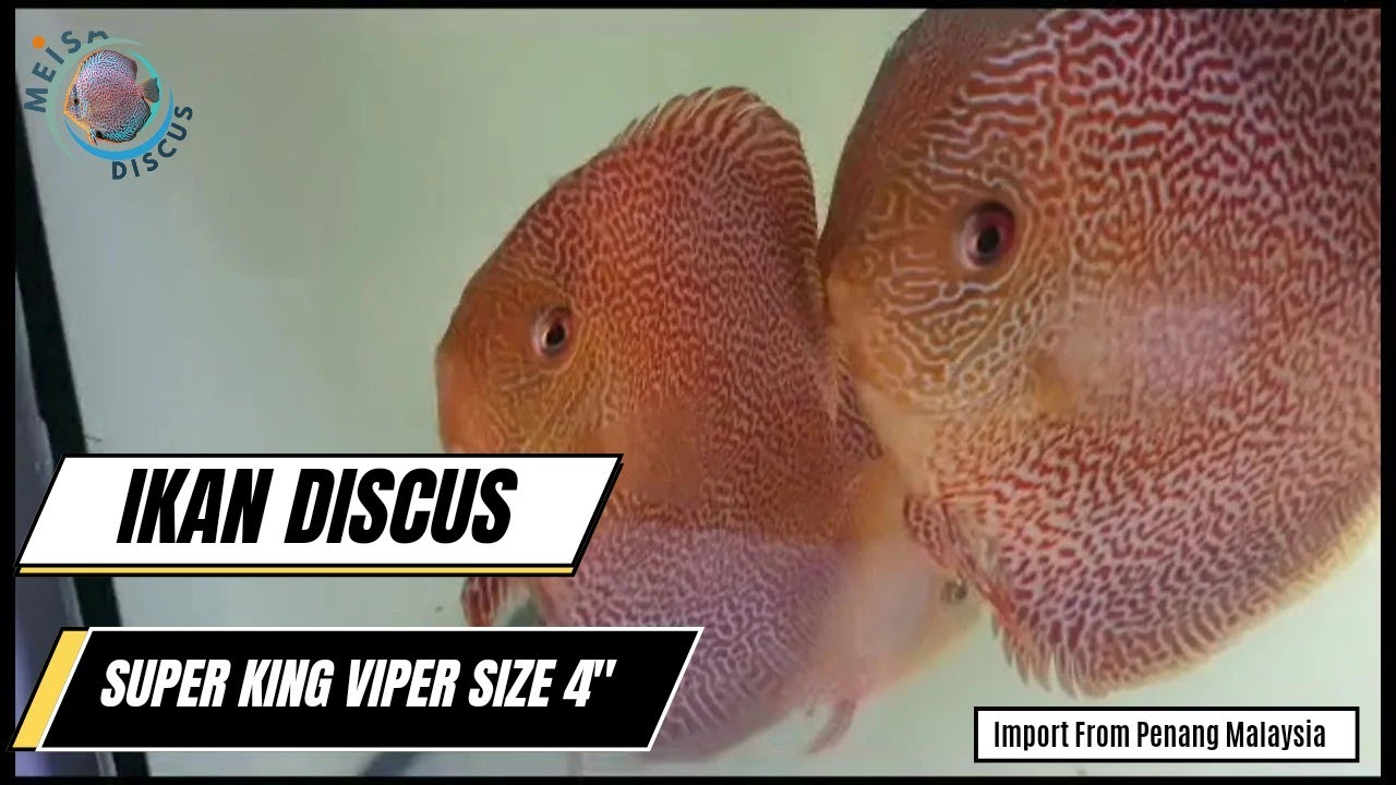 Super King Viper (SKV) Discus Fish Size 4" - Import From Penang ...