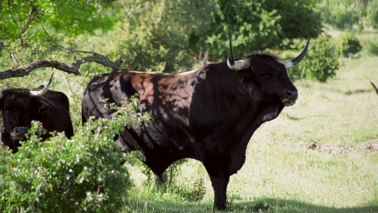 The beauty of the blossoming reserve of large ungulates - YouTube