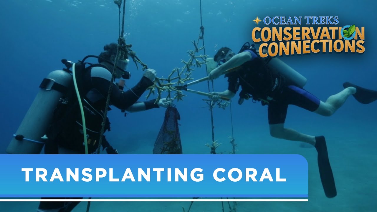 Ocean Treks Conservation Connections - Transplanting Coral | Princess ...