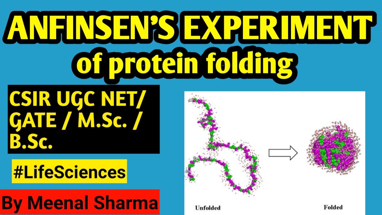 Anfinsen's Experiment - Protein Folding | CSIR UGC NET | GATE | Life ...