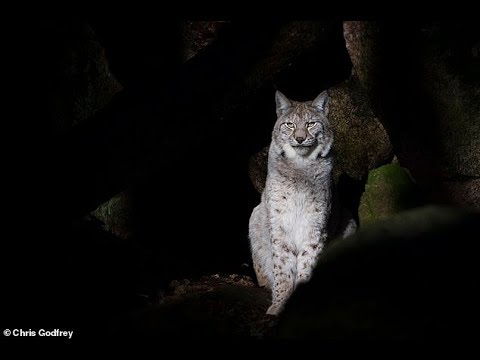 Wild lynx to be reintroduced to Britain after more than 1,000 years ...