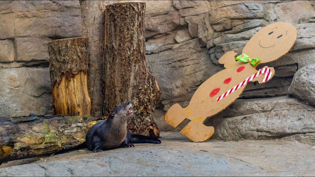 The Importance Of Animal Enrichment YouTube the-importance-of-animal-enrichment-youtube