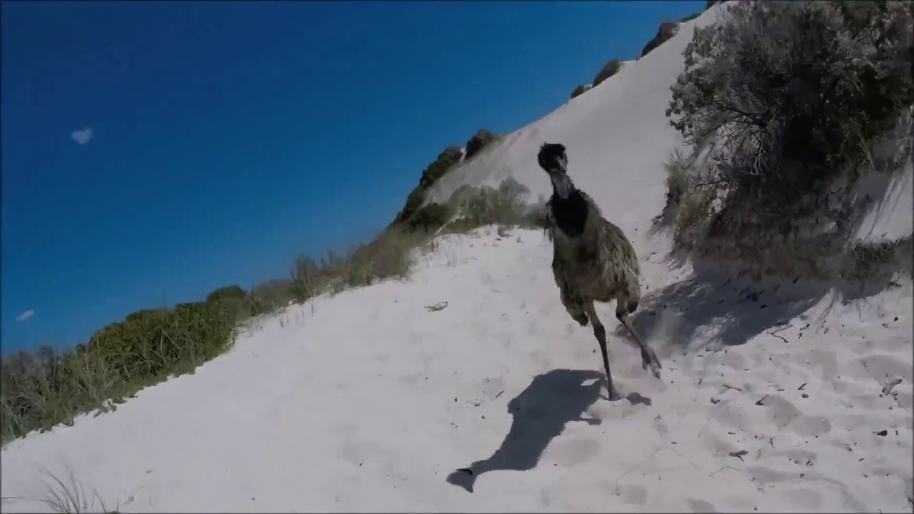 Emu Running Really Fast - YouTube