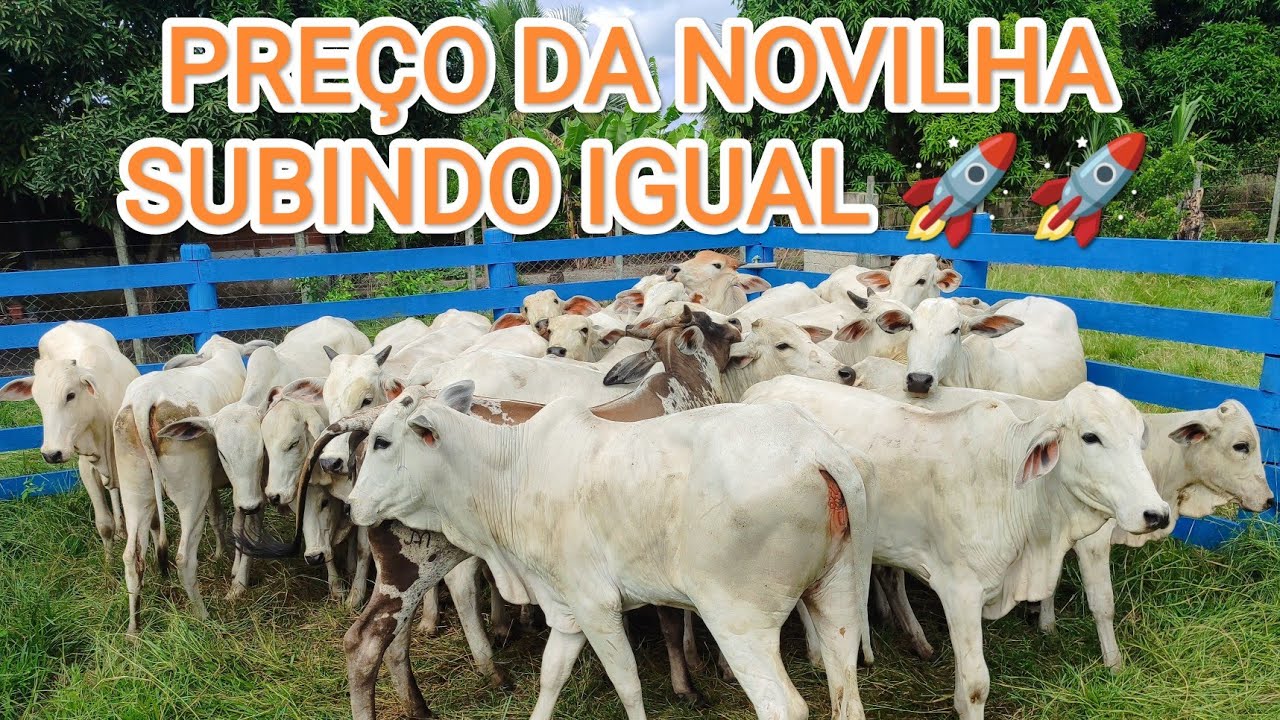 PREÇO DA NOVILHA ATUALIZADO!! SUBINDO IGUAL 🚀🚀🚀🚀 !!!! - YouTube