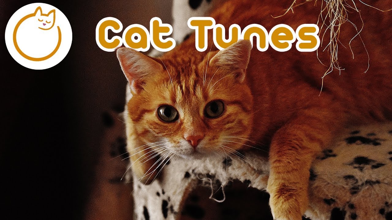 EXTENDED Cat Music - 15 Hours of the Ultimate Cat Music - YouTube